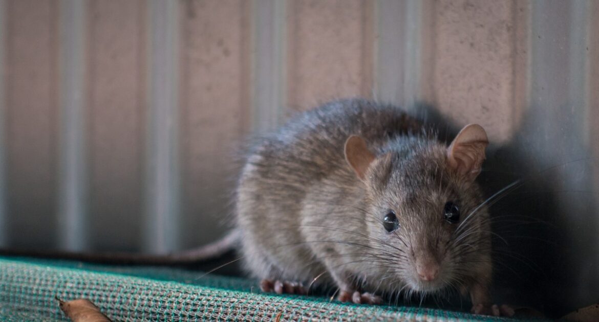 Why Rodents Thrive in Cities: Understanding Their Behavior and Survival ...